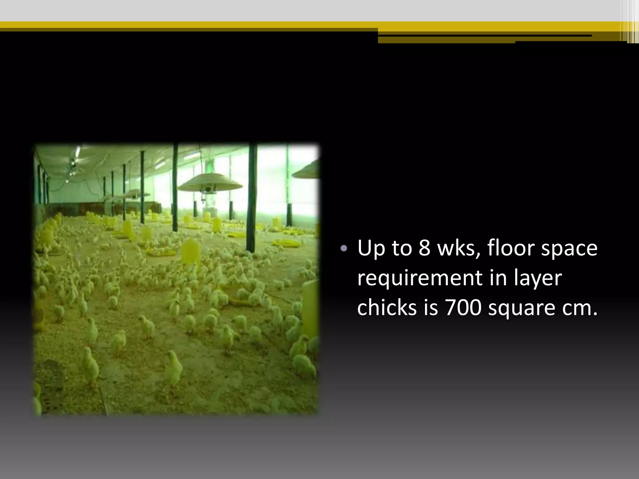 Brooding management of Chicks | PPTX