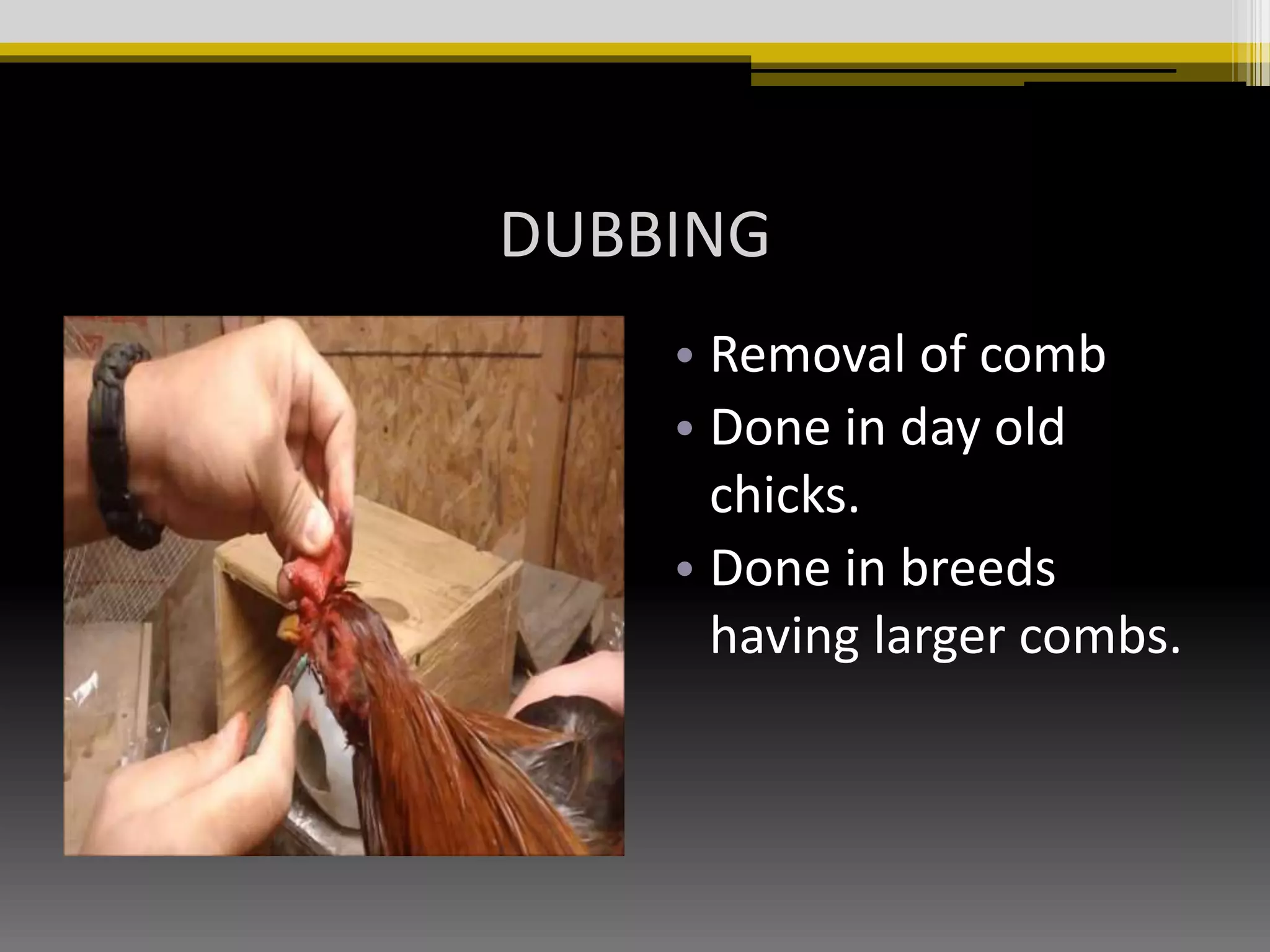 Brooding management of Chicks | PPTX