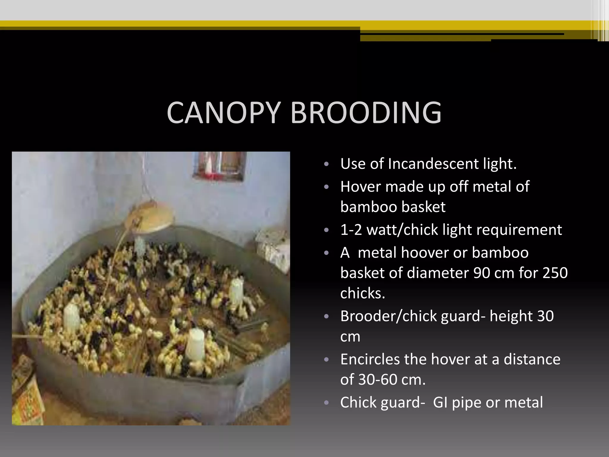 Brooding management of Chicks | PPTX