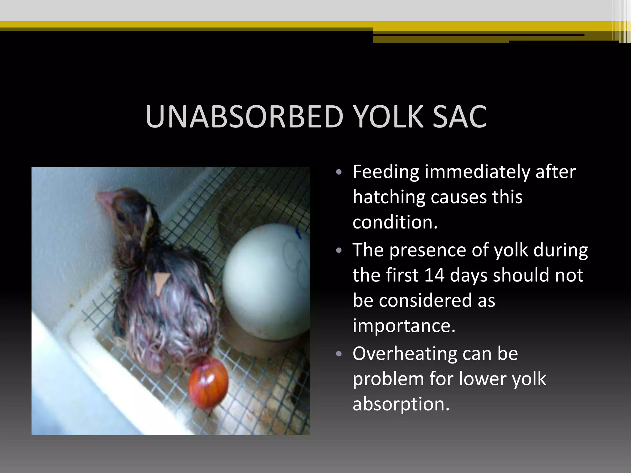 Brooding management of Chicks | PPTX