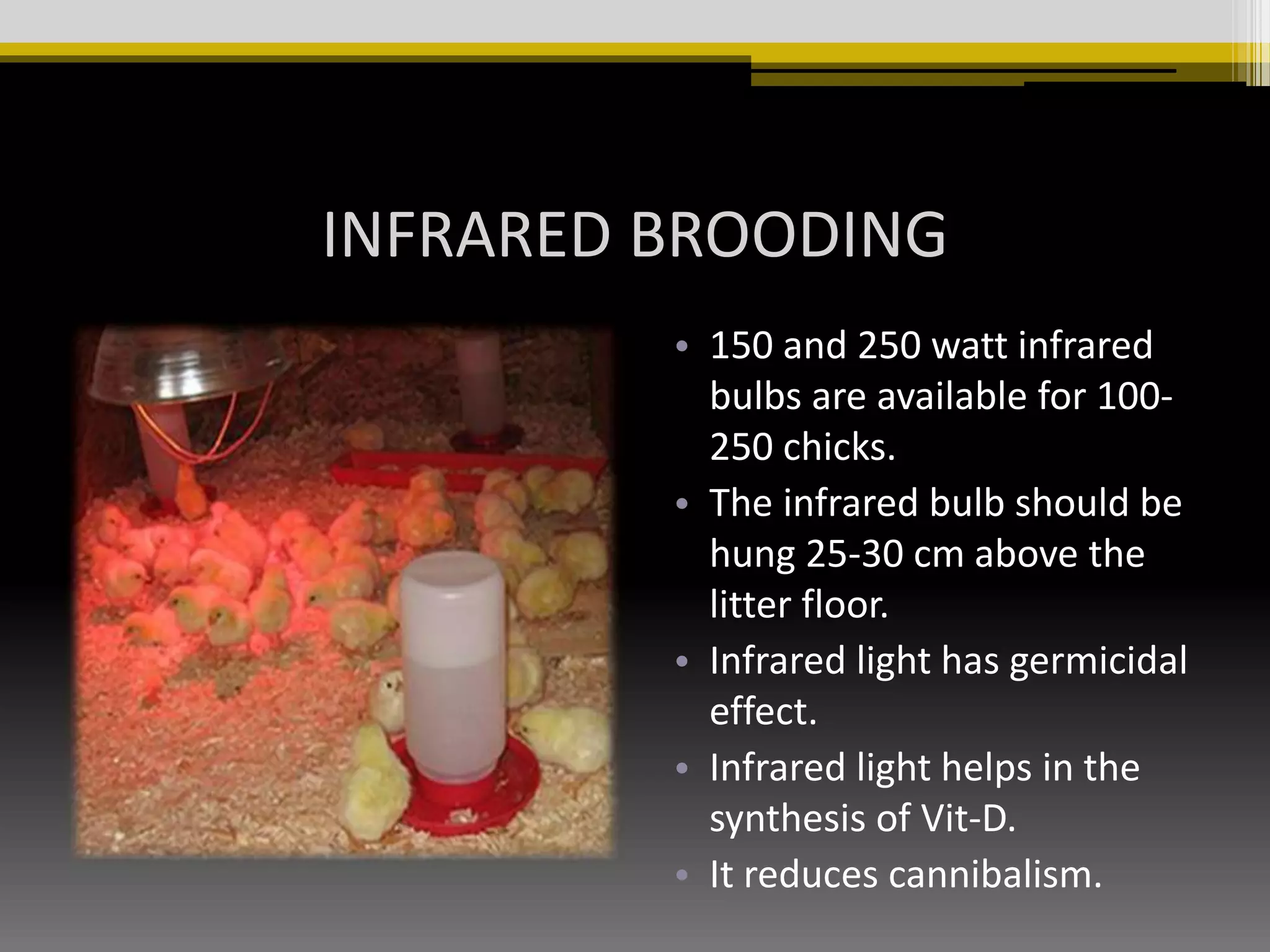 Brooding management of Chicks | PPTX