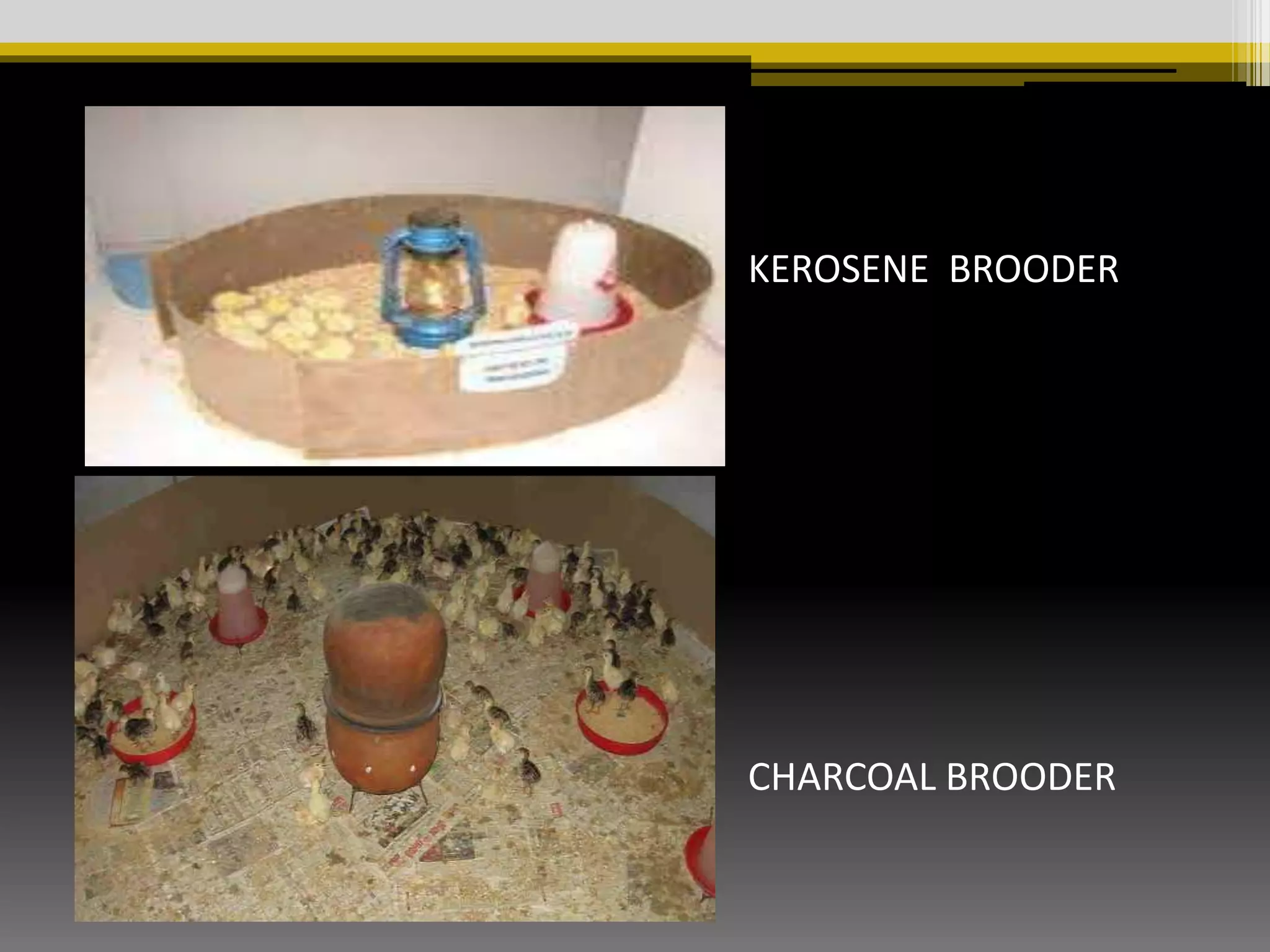 Brooding management of Chicks | PPTX