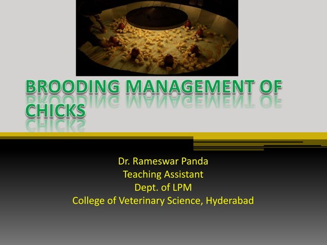 Brooding management of Chicks | PPTX