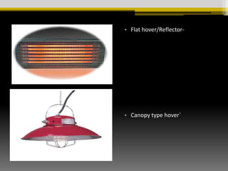 Brooding management of Chicks | PPTX