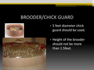 Brooding management of Chicks | PPTX