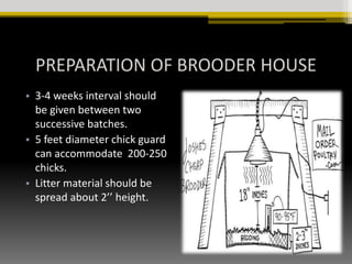 Brooding management of Chicks | PPTX