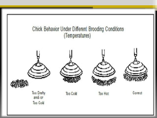 Brooding management of Chicks | PPTX