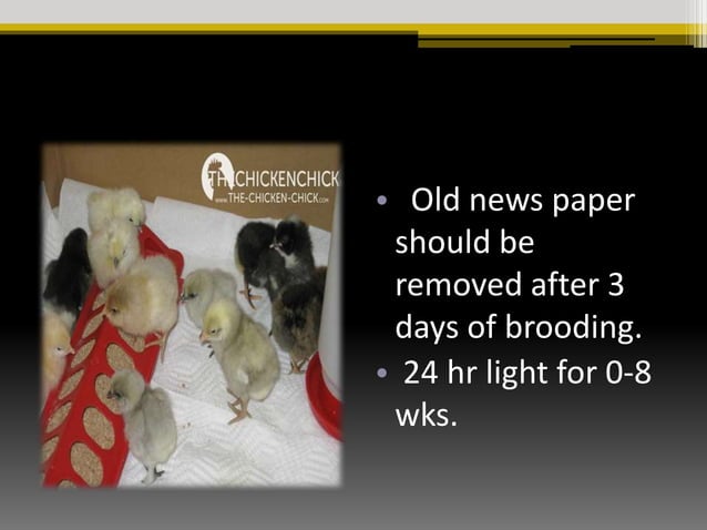Brooding management of Chicks | PPTX