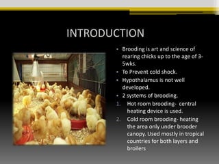 Brooding management of Chicks | PPTX