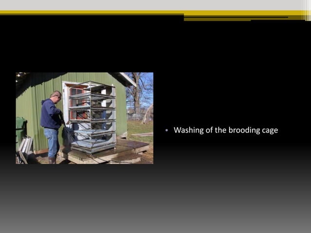 Brooding management of Chicks | PPTX