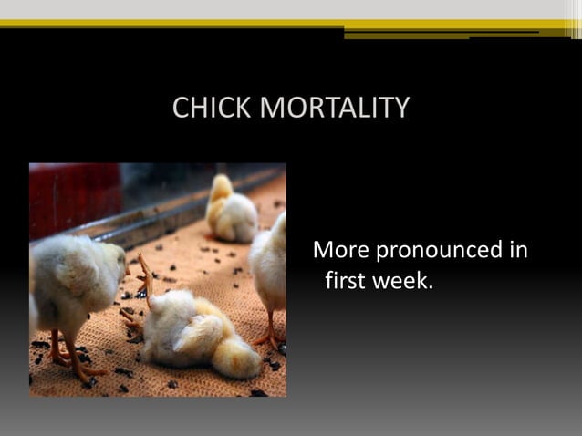 Brooding management of Chicks | PPTX