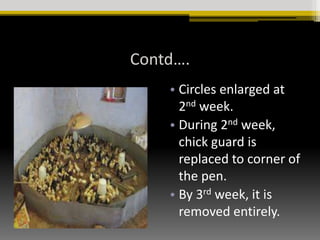 Brooding management of Chicks | PPTX