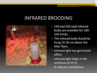 Brooding management of Chicks | PPTX
