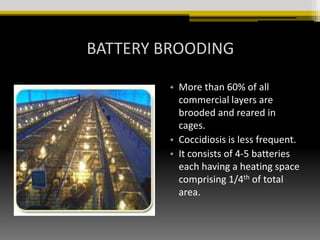 Brooding management of Chicks | PPTX