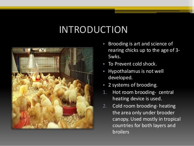 Brooding management of Chicks