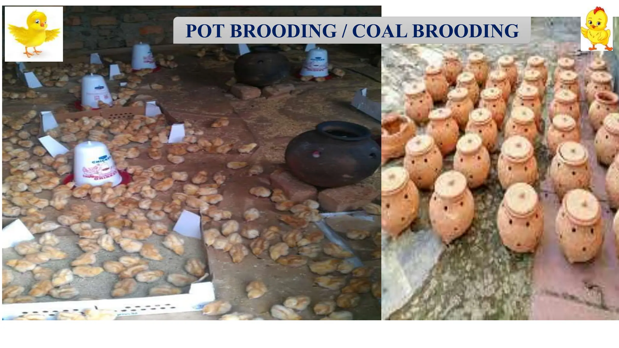 Brooding Management of domestic chicken.pptx
