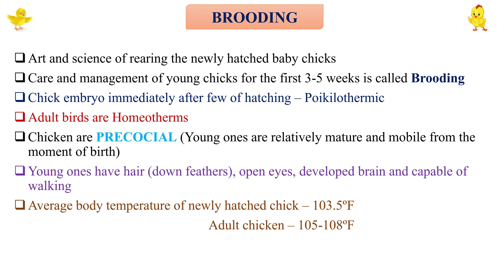 Brooding Management of domestic chicken.pptx