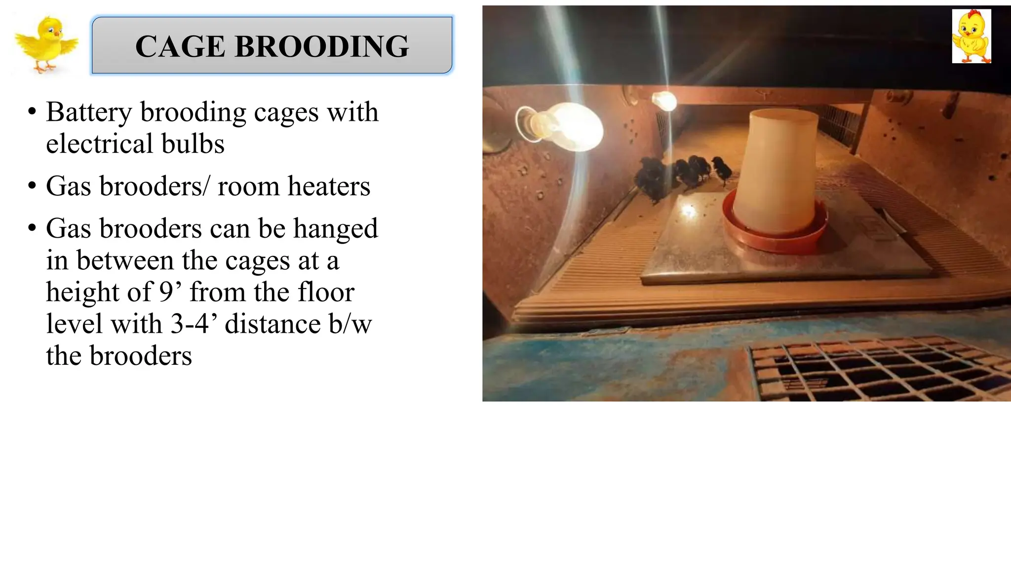 Brooding Management of domestic chicken.pptx