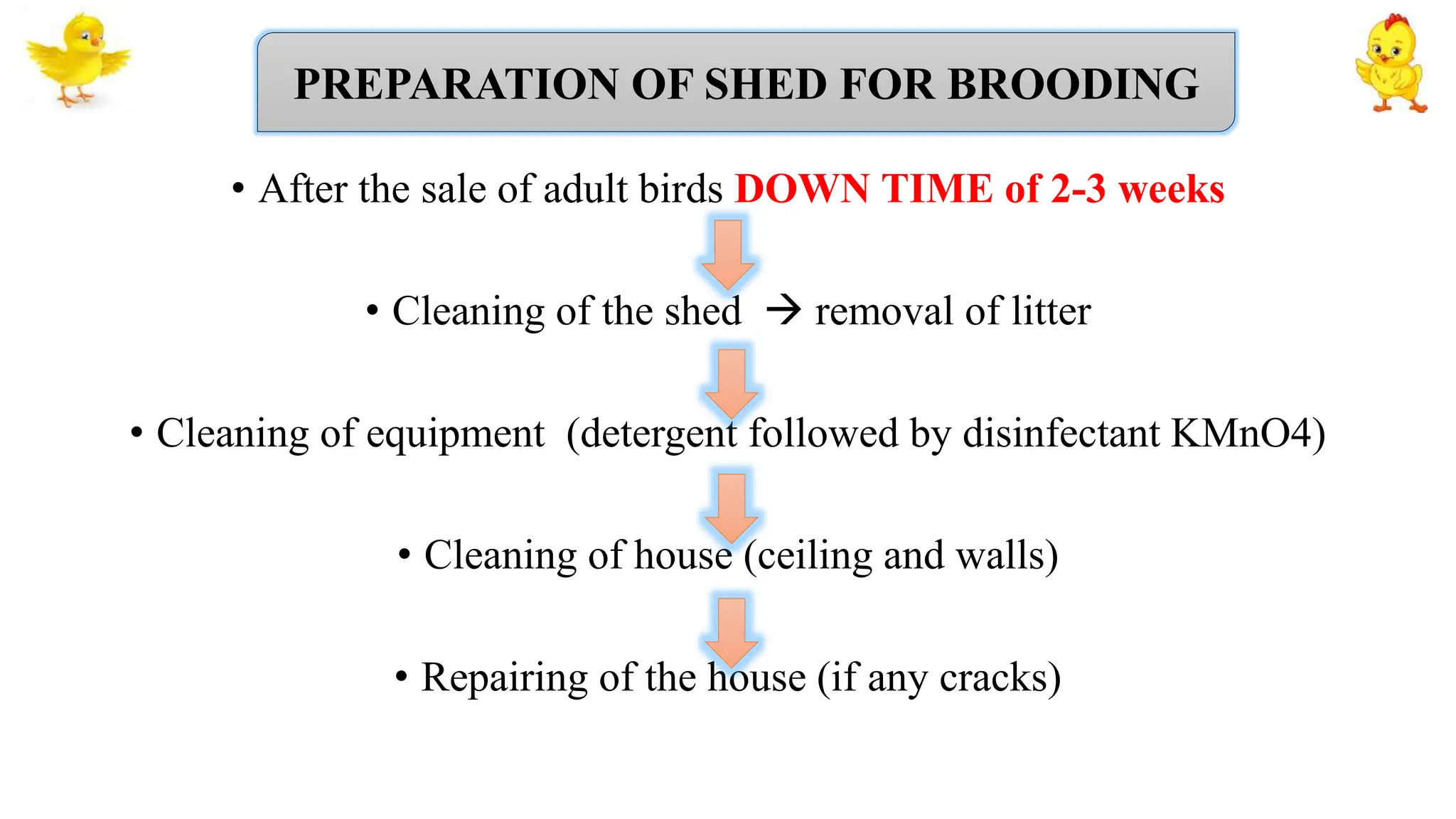 Brooding Management of domestic chicken.pptx
