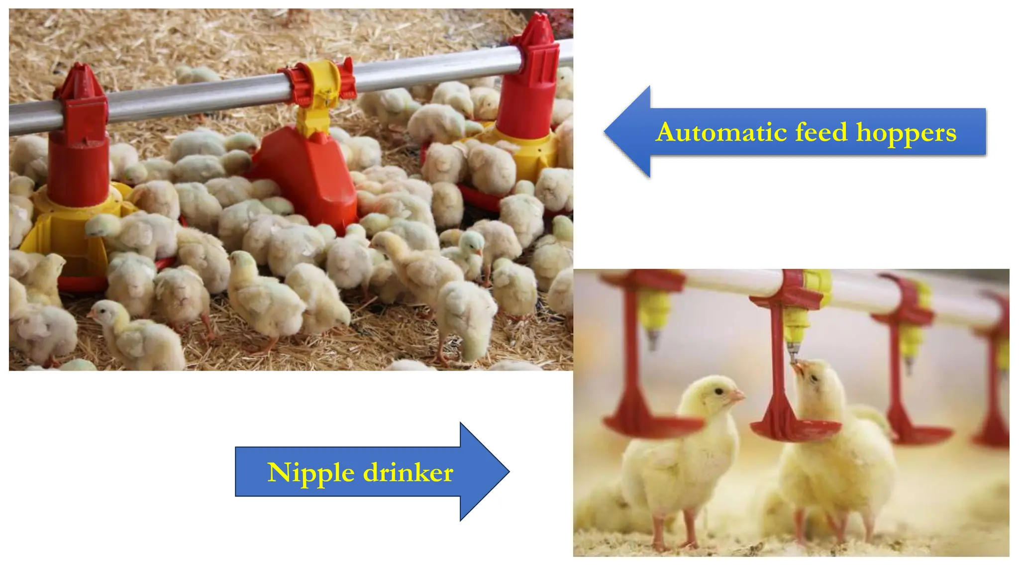 Brooding Management of domestic chicken.pptx