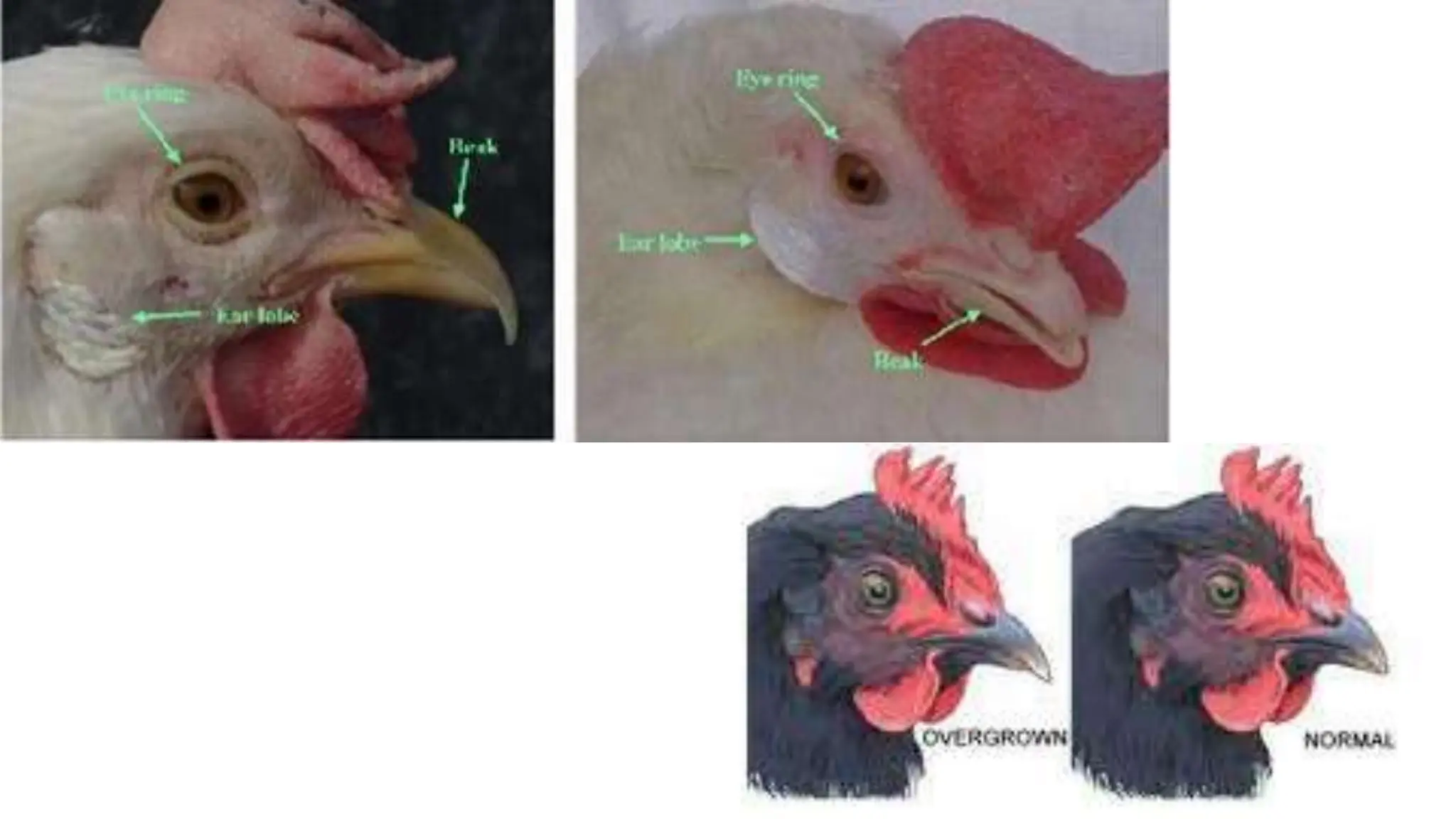 Brooding Management of domestic chicken.pptx
