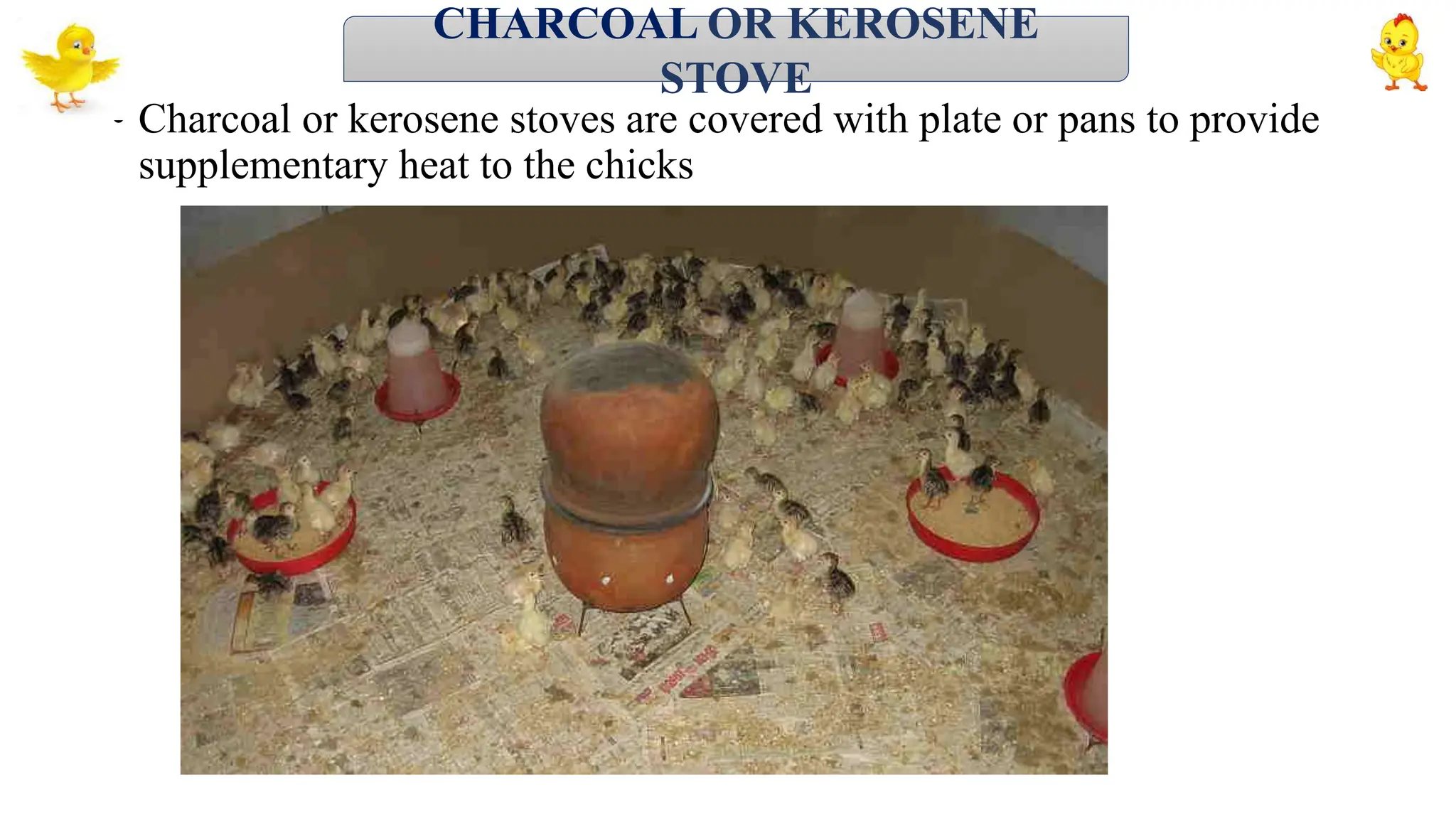 Brooding Management of domestic chicken.pptx