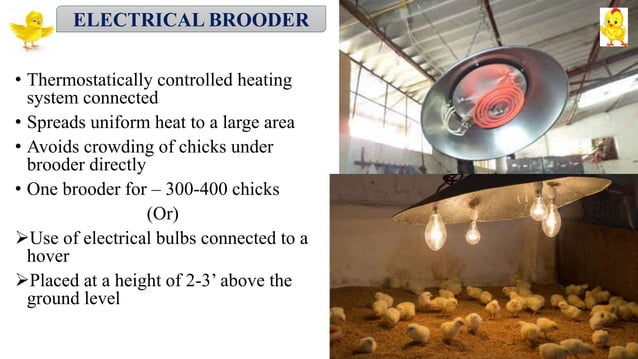Brooding Management of domestic chicken.pptx | Birdwatching | Hobbies ...