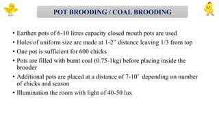 Brooding Management of domestic chicken.pptx