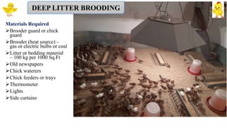 Brooding Management of domestic chicken.pptx