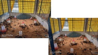 Brooding Management of domestic chicken.pptx | Birdwatching | Hobbies ...