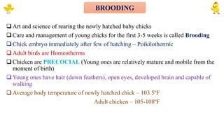Brooding Management of domestic chicken.pptx