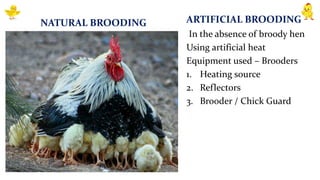 Brooding Management of domestic chicken.pptx | Birdwatching | Hobbies ...
