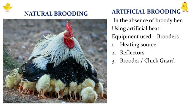 Brooding Management of domestic chicken.pptx | Birdwatching | Hobbies ...
