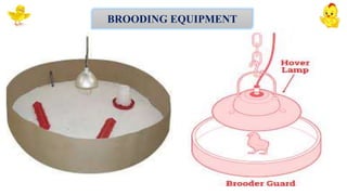 Brooding Management of domestic chicken.pptx