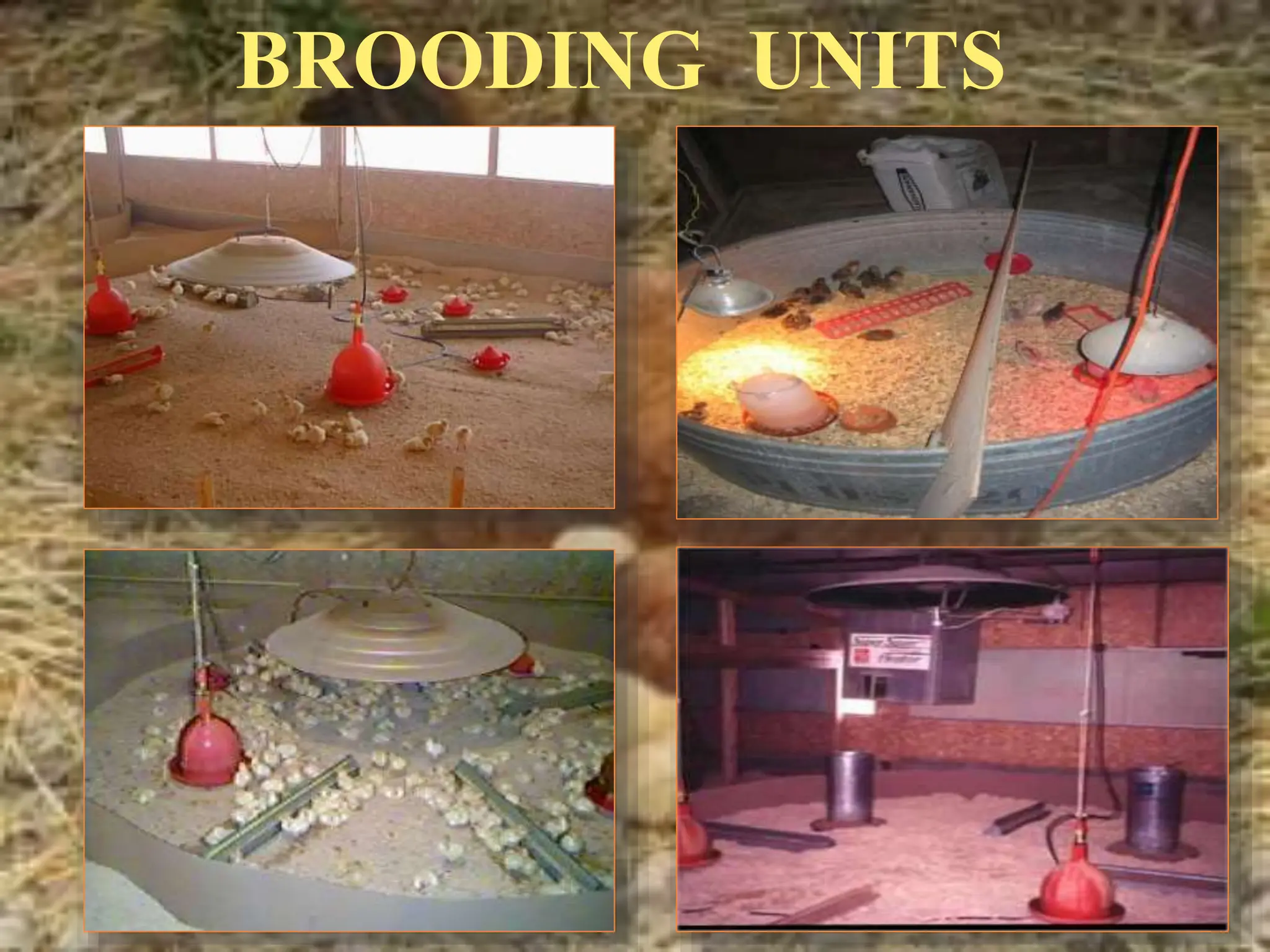 Brooding Management of. Chicks.pptx