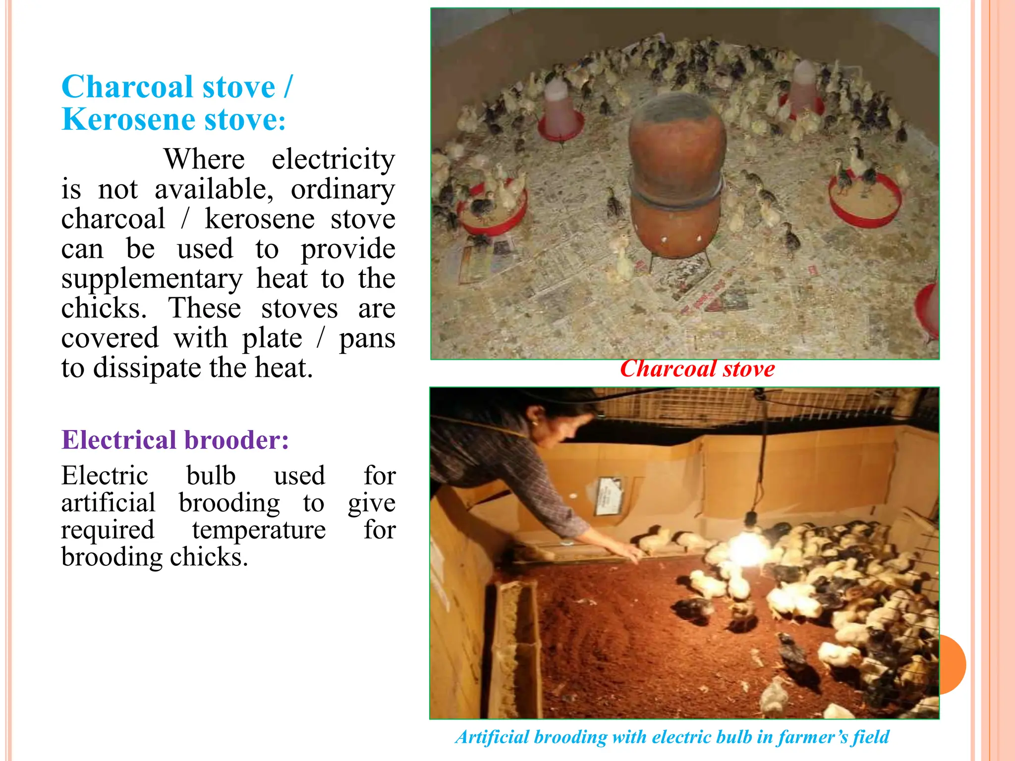 Brooding Management of. Chicks.pptx