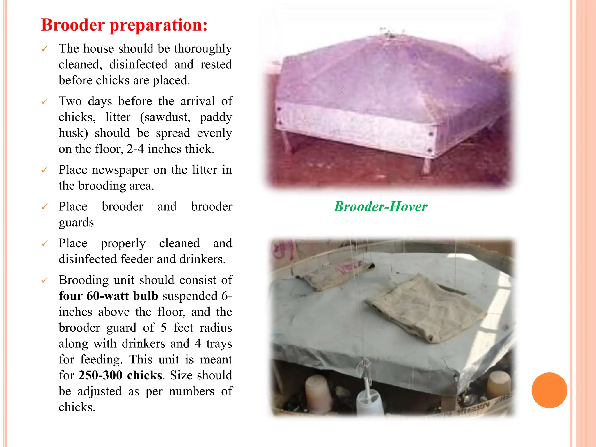 Brooding Management of. Chicks.pptx