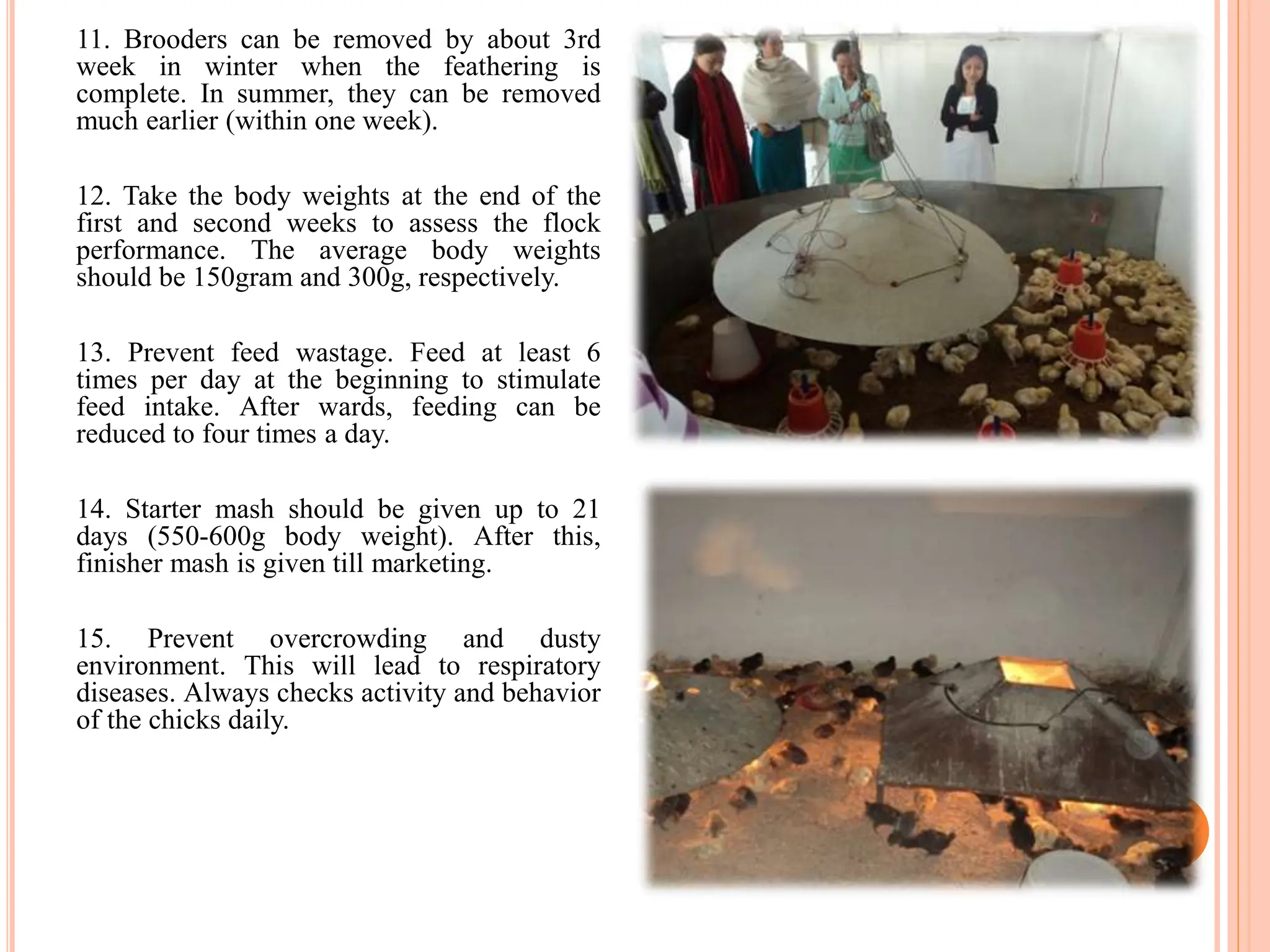 Brooding Management of. Chicks.pptx