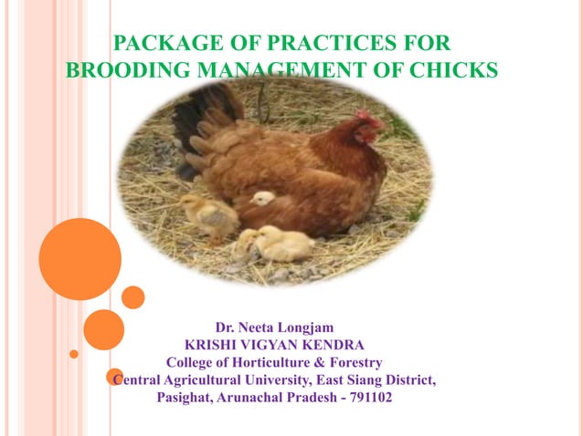 Brooding Management of. Chicks.pptx | Agriculture | Industries