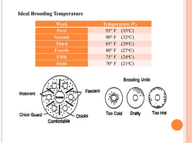 Brooding Management of. Chicks.pptx | Agriculture | Industries