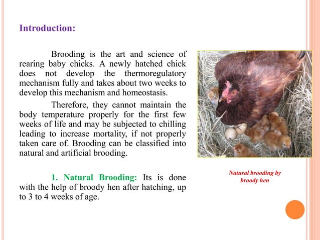Brooding Management of. Chicks.pptx | Agriculture | Industries