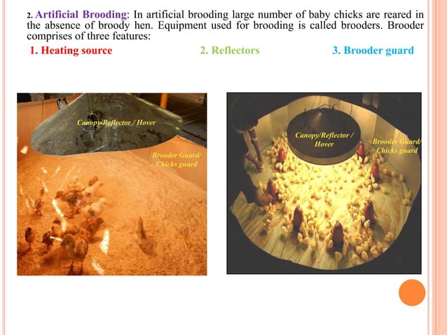 Brooding Management of. Chicks.pptx | Agriculture | Industries
