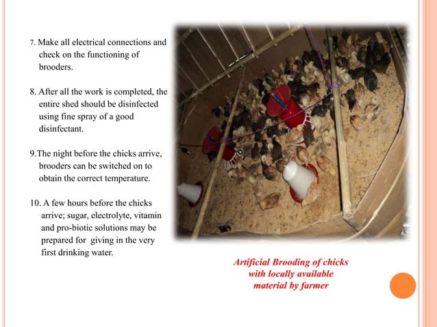 Brooding Management of. Chicks.pptx | Agriculture | Industries