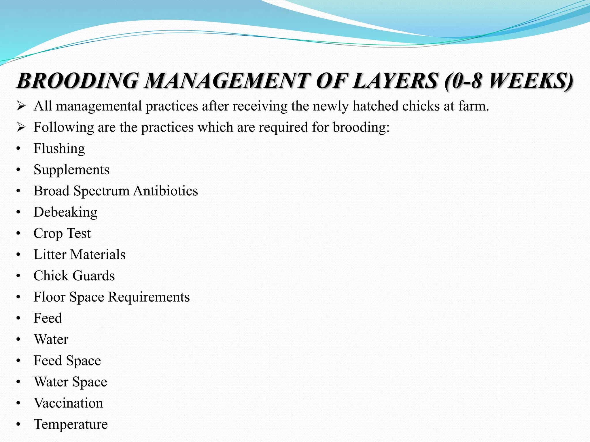 "Brooding Management of Layers Chicks" | PPTX