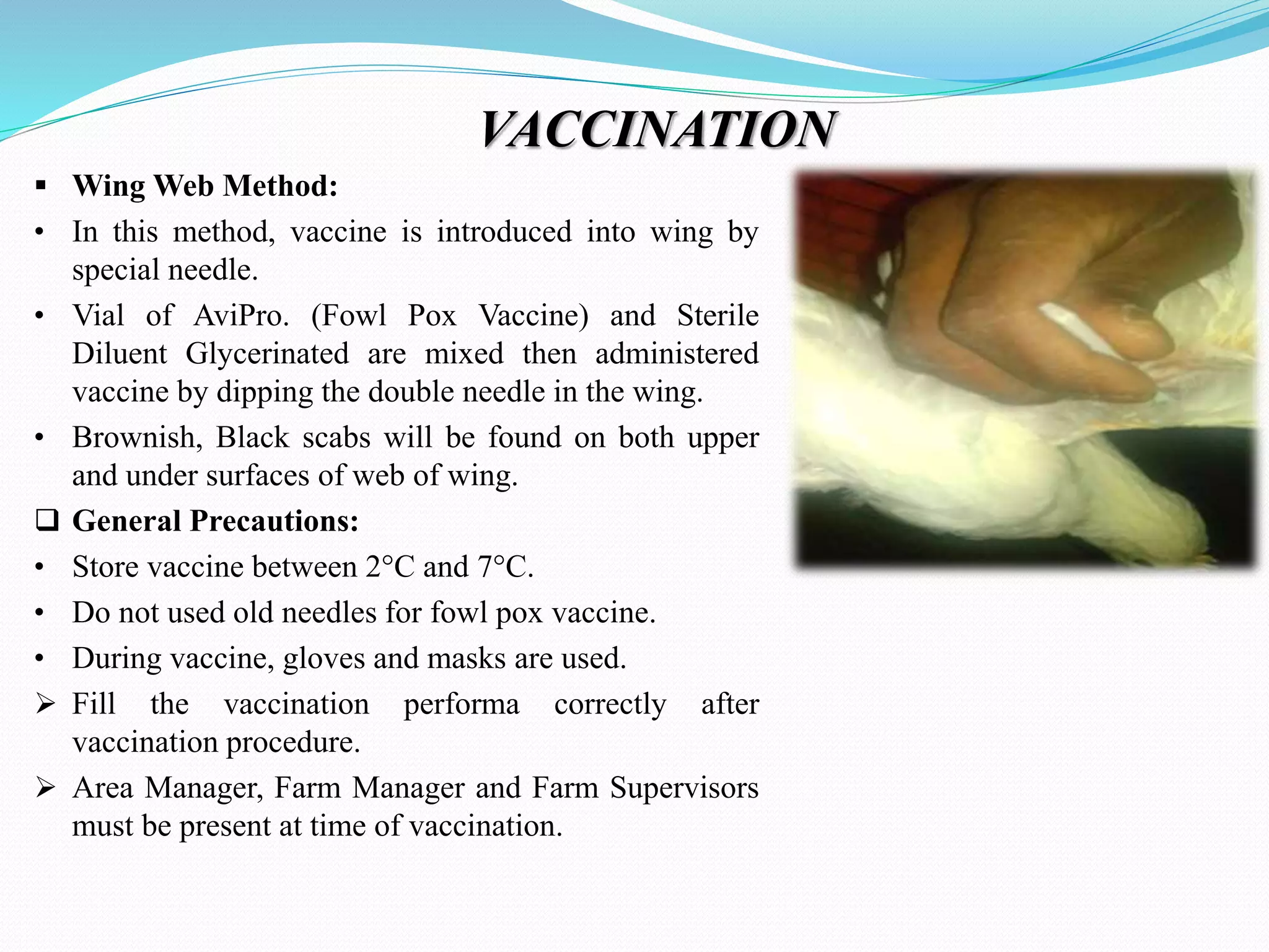 "Brooding Management of Layers Chicks" | PPTX