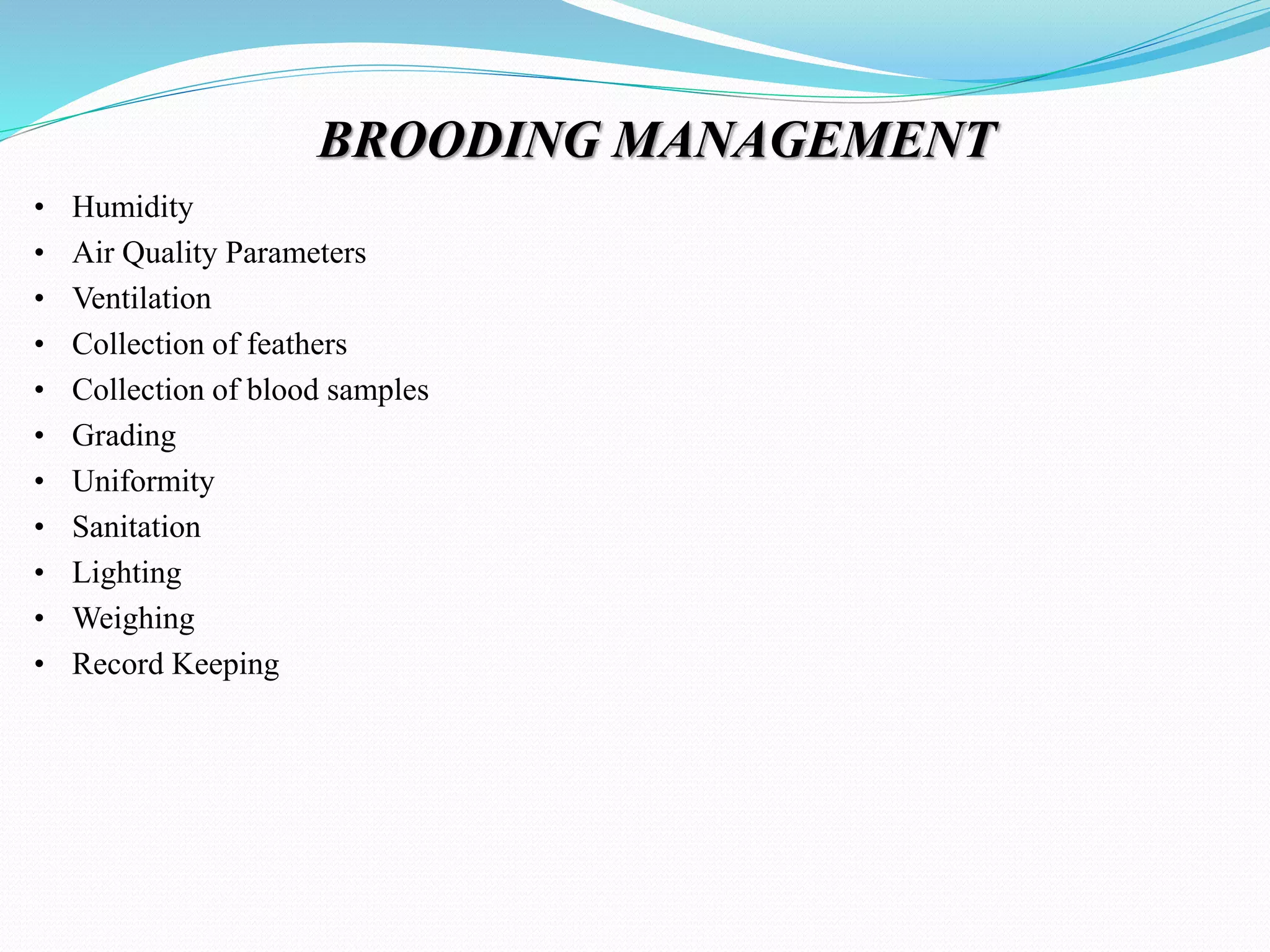 "Brooding Management of Layers Chicks" | PPTX