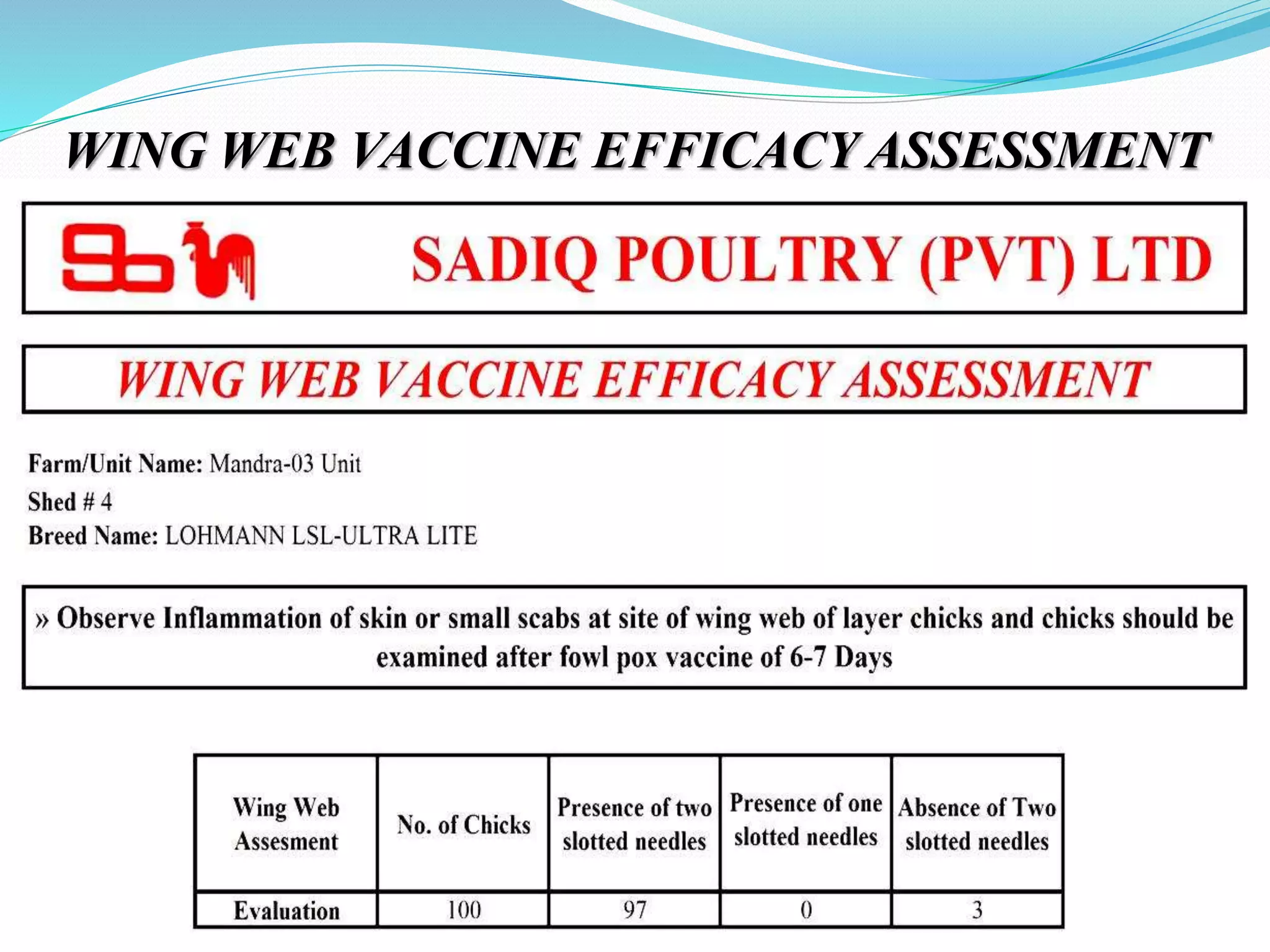 "Brooding Management of Layers Chicks" | PPTX