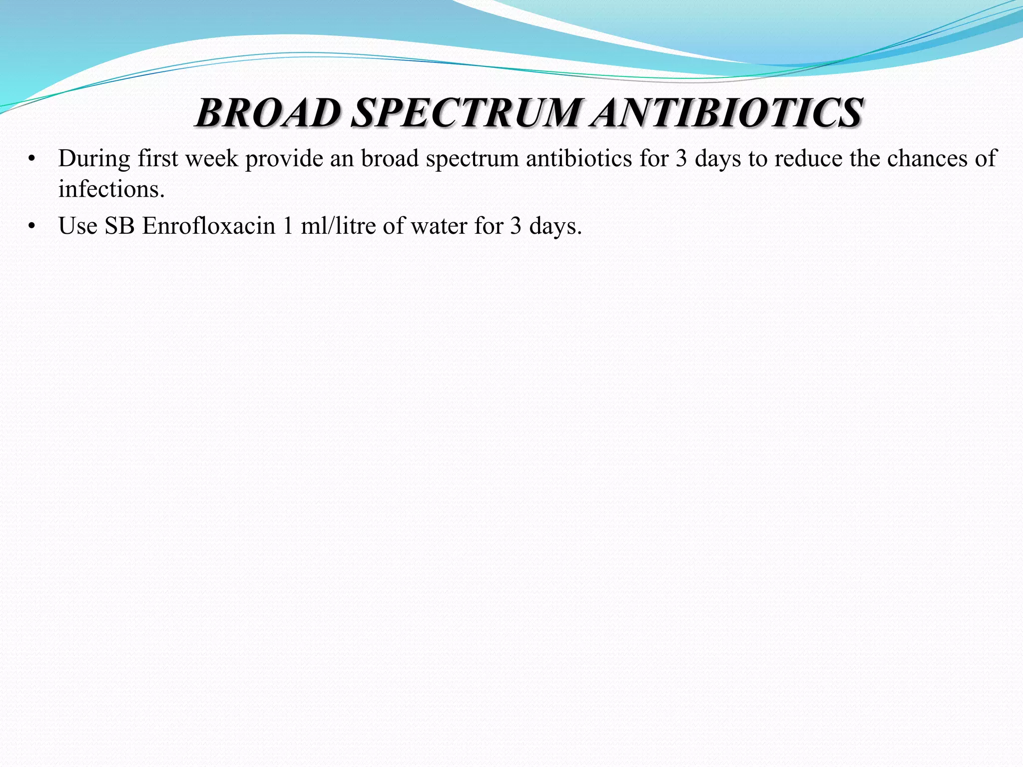 "Brooding Management of Layers Chicks" | PPTX