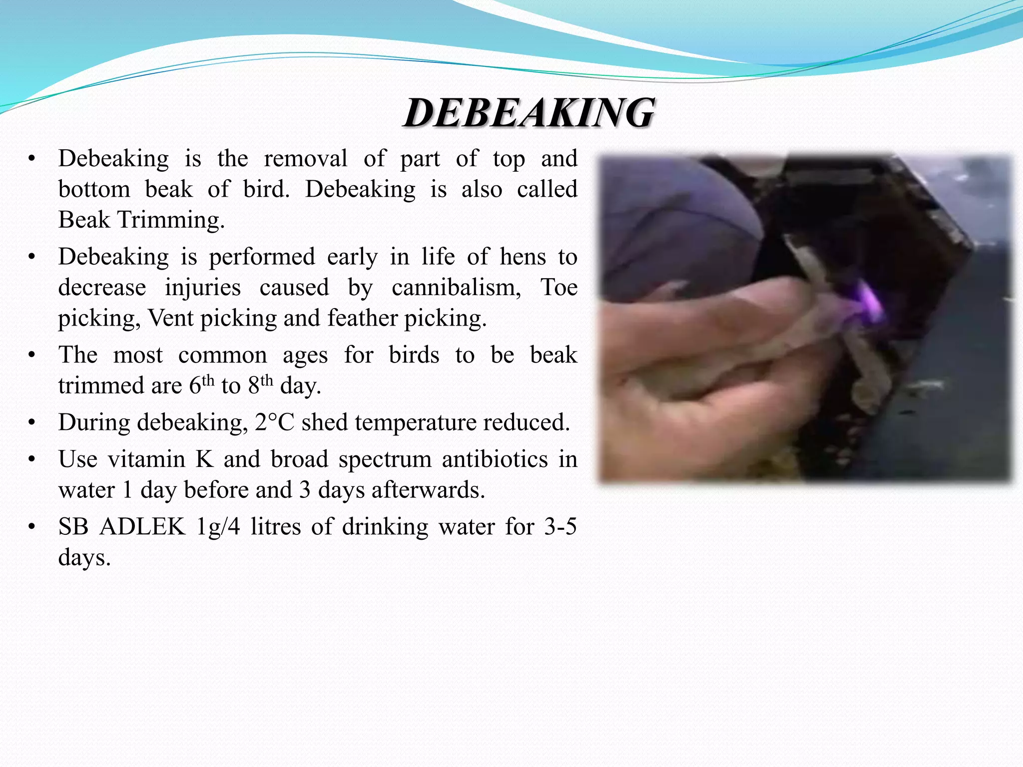 "Brooding Management of Layers Chicks" | PPTX