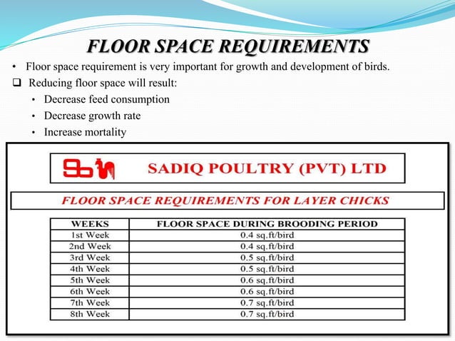 "Brooding Management of Layers Chicks" | PPTX